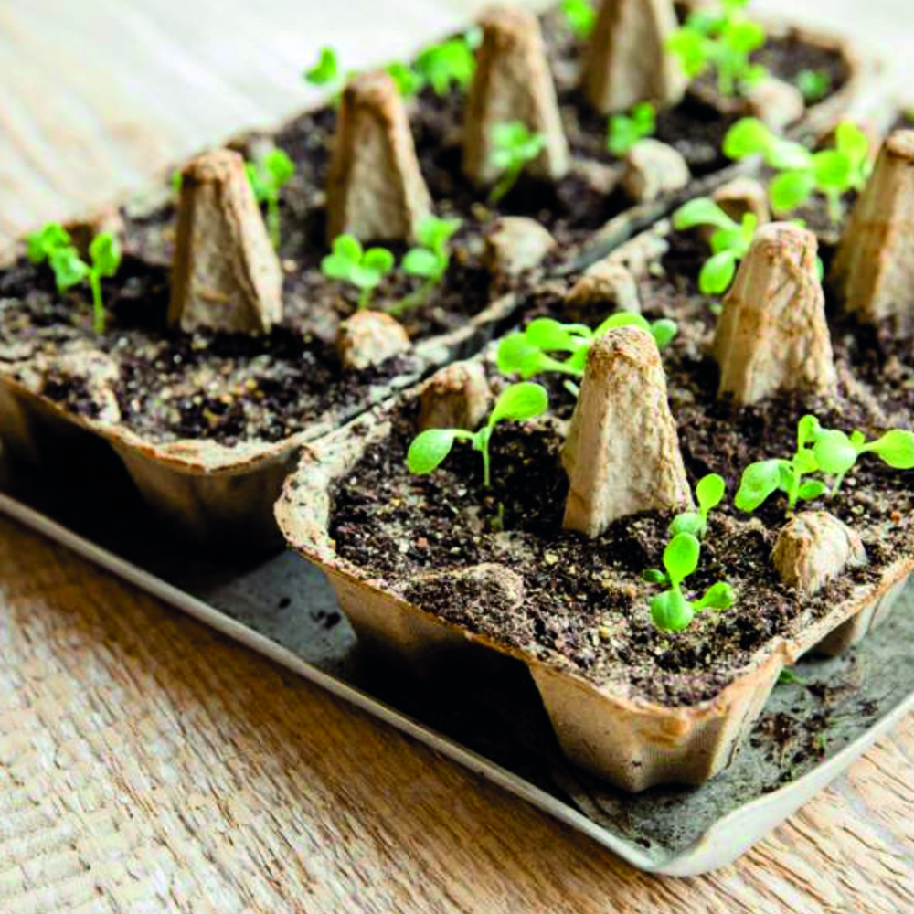 Un petit potager écologique ! - Berceau magique Le Mag